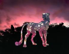 Pocket Puma Pets - Let Your Imagination Run Wild